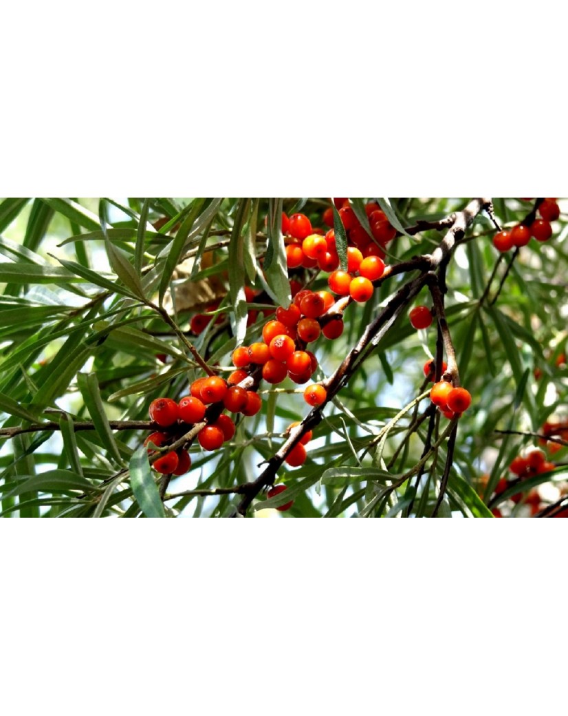 Apistar® apple tree - Malus domestica Apistar®