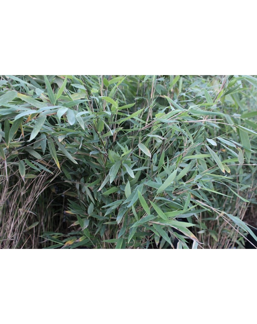 Bambus Gansu - Bambou fargesia nitida Gansu