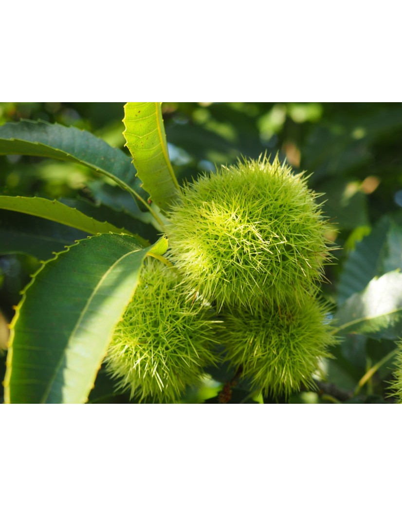 Sweet chestnut Maraval - Castanea sativa Maraval