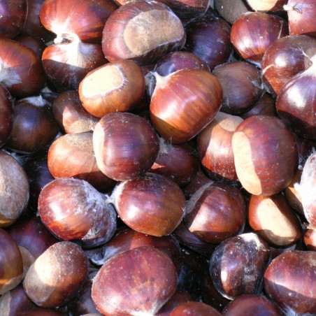 Maraval kastanje - Castanea sativa Maraval