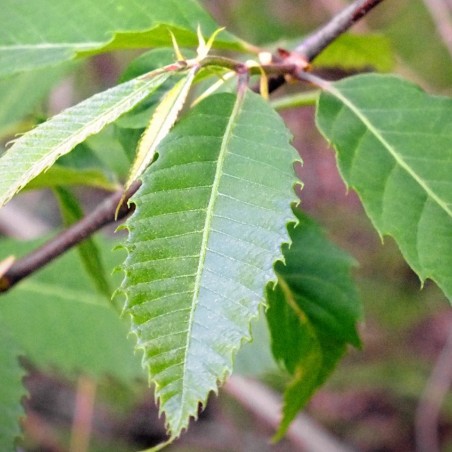 Sweet chestnut Marigoule - Castanea sativa Marigoule