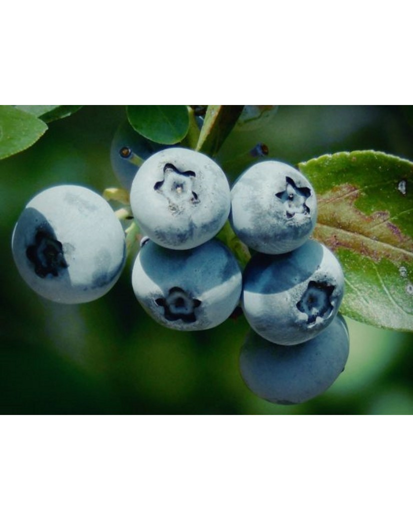 Amerikaanse Blauwe bes Duke - Vaccinium corymbosum Duke