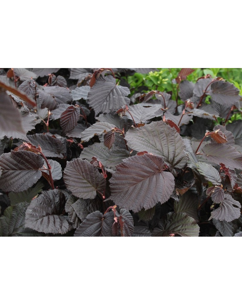 Purple Hazel tree Rode Zellernoot - Corylus avellana Rode Zellernoot
