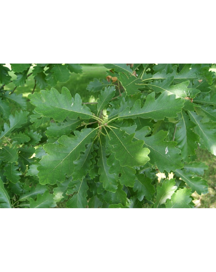 Chêne rouvre - Quercus petraea