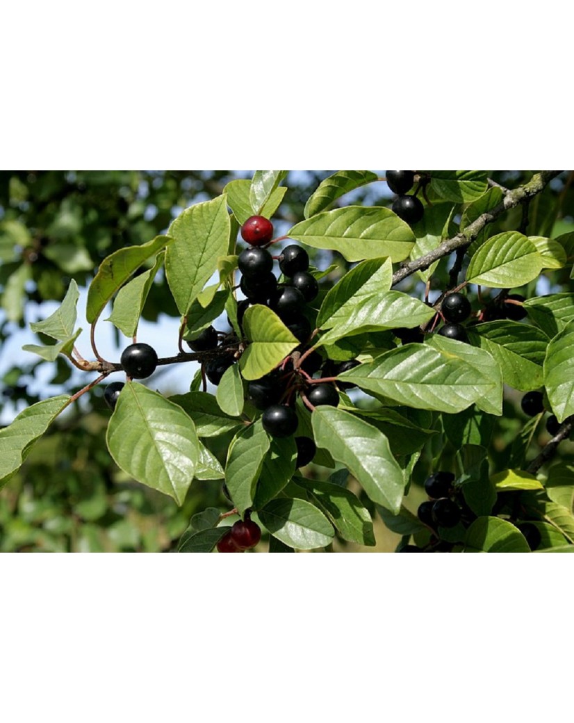 Alder buckthorn - Frangula alnus