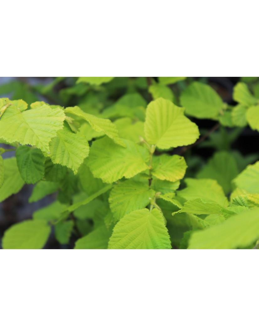 Golden hazel tree - Corylus avellana Aurea