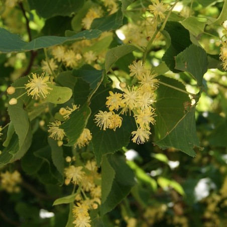 Large-leaved lime - Tilia platyphyllos