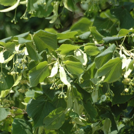 Large-leaved lime - Tilia platyphyllos