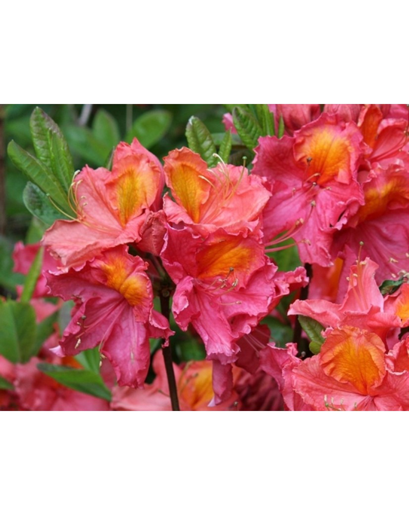 Online kwekerij - verkoop van bomen en struiken