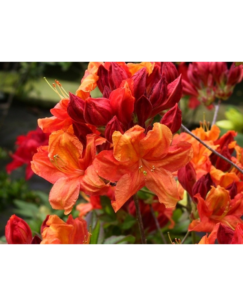 Azaleas & Rhododendrons