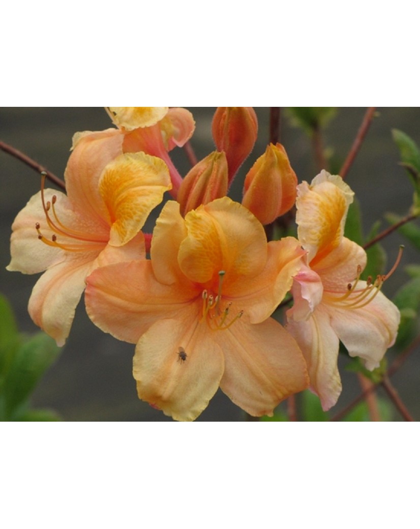 Chinese Azalea Don Quixote - Azalea Knap-Hill Don Quixote
