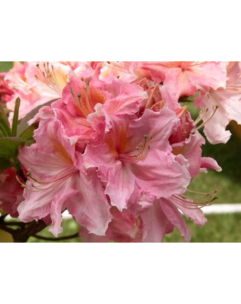 Laubabwerfende Azalee Strawberry Ice - Azalea Knap-Hill Strawberry ice