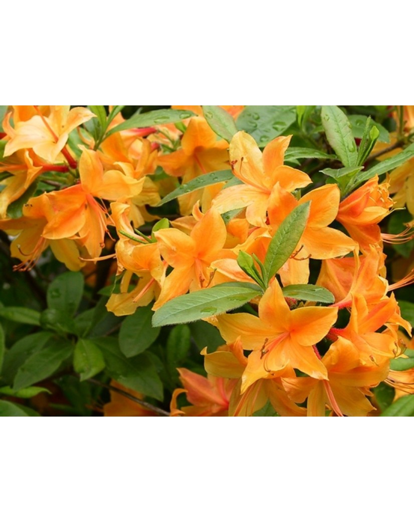 Laubabwerfende Azalee Apricot surprise - Azalea Mollis Apricot surprise