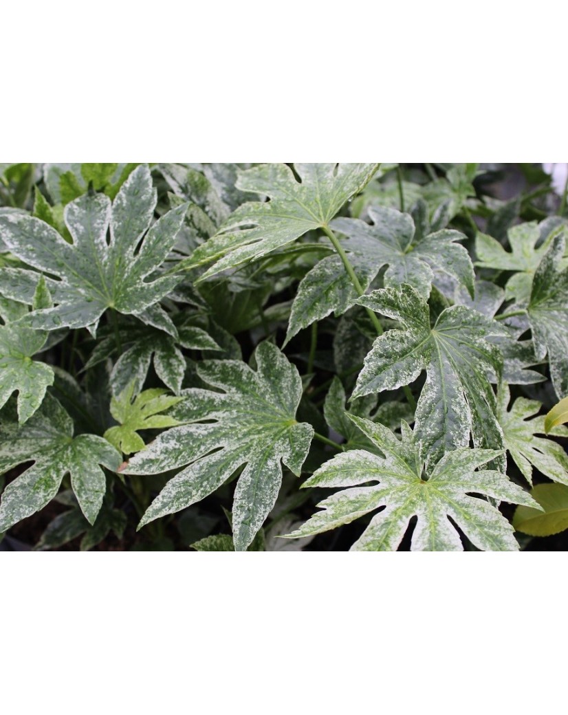 Japanese aralia Spider's web - Fatsia japonica Spider's web