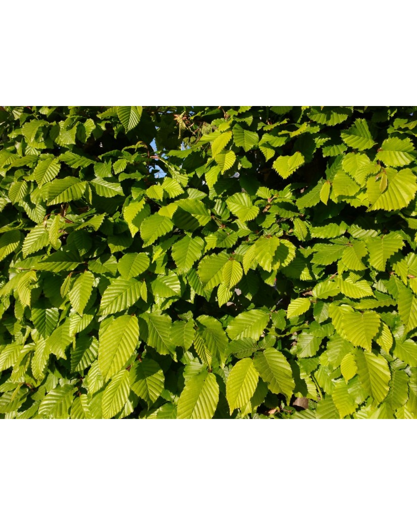 European beech - Fagus Sylvatica