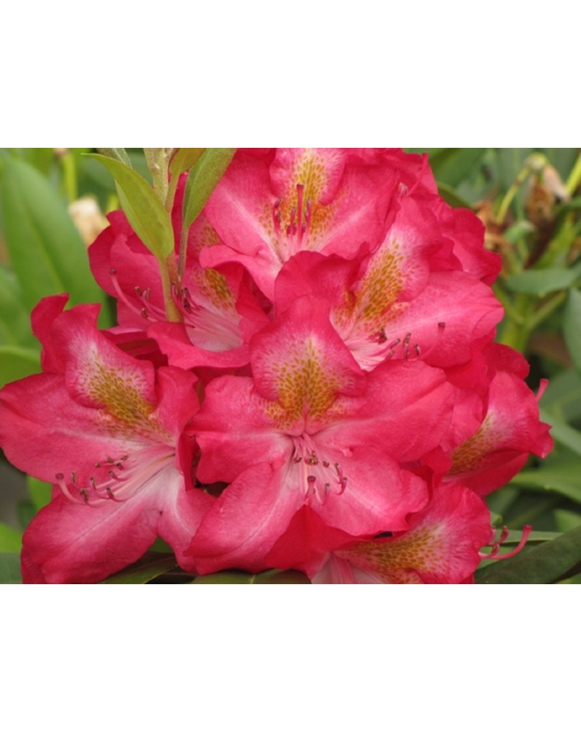 Bluebehard Hint of Gold - Caryopteris Clandonensis Hint of Gold