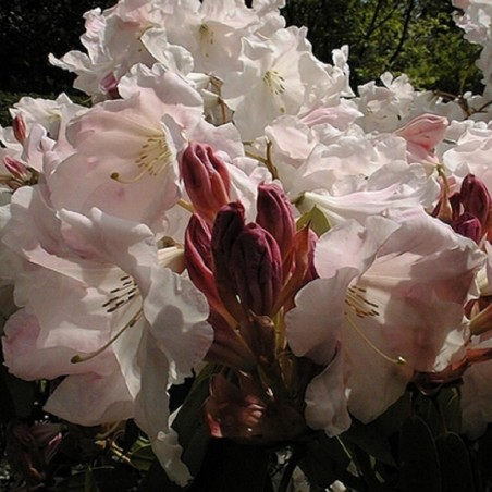 Rhododendron hybride Loderi King George