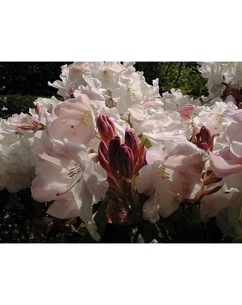 Chinese Azalea Glowing Embers - Azalea Knap-Hill Glowing Embers