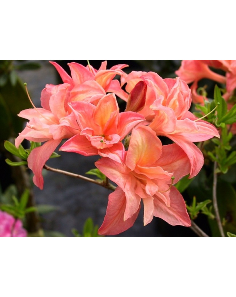 Chinese Azalea Sonenson - Azalea Mollis Sonenson