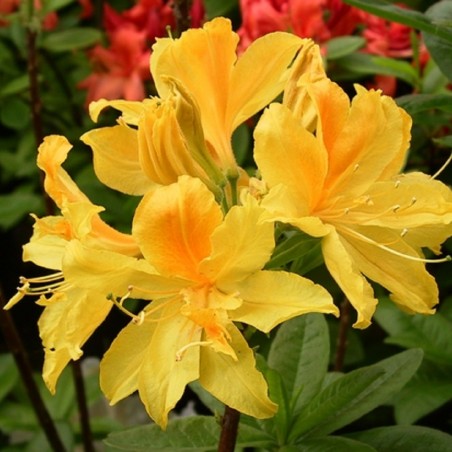 Chinese Azalea Goldtopas - Azalea Knap-Hill Goldtopas