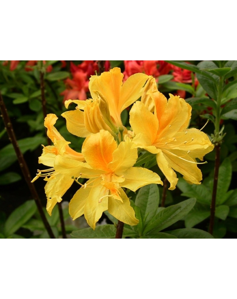 Azalée de Chine Goldtopas - Azalea Knap-Hill Goldtopas