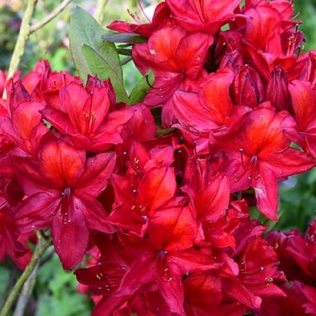 Chinese Azalea Nabucco - Azalea Knap-Hill Nabucco