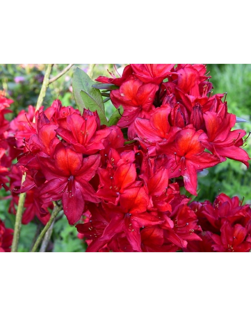 Chinese Azalea Nabucco - Azalea Knap-Hill Nabucco