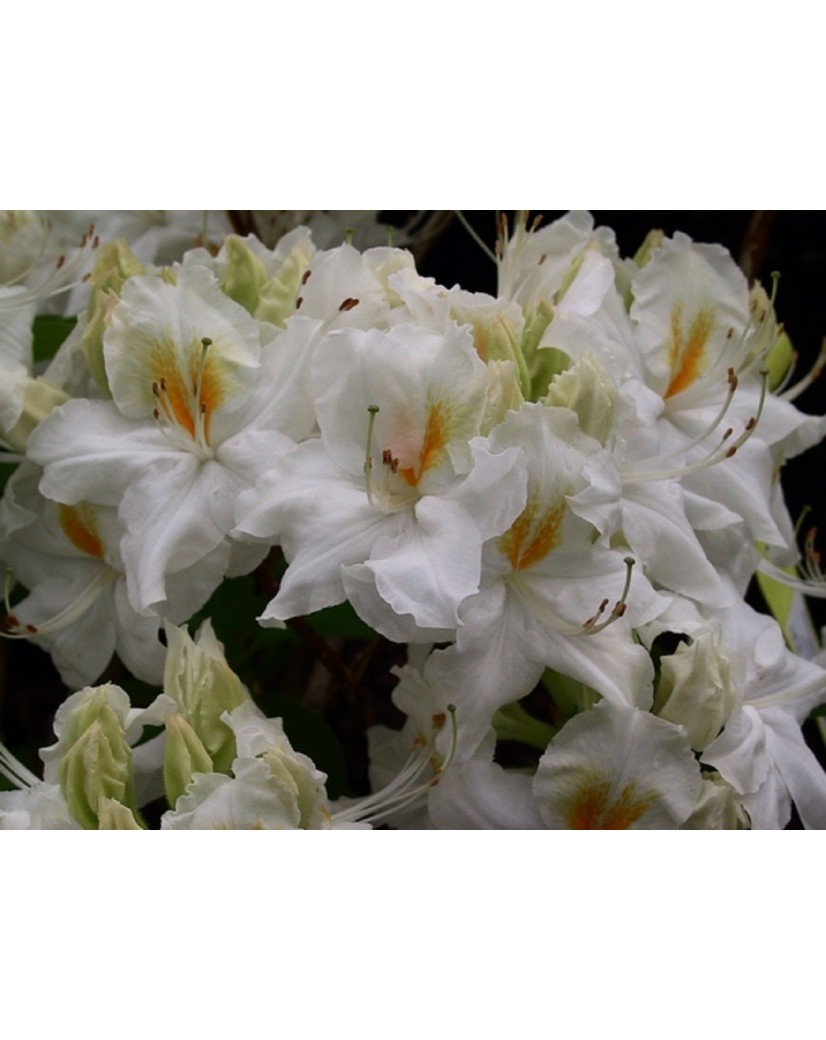 Chinese Azalea Schneegold - Azalea Knap-Hill Schneegold