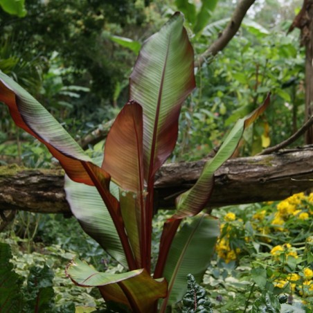 Abyssinian banana Maurelli - Ensete - Musa Ventricosum Maurelii