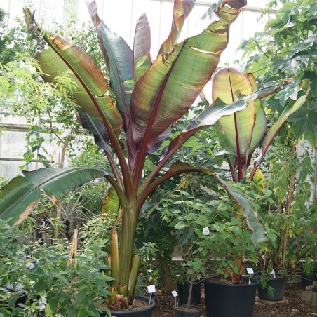 Bananier d'Abyssinie Maurelii - Ensete - Musa Ventricosum Maurelii
