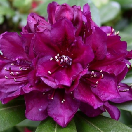 Collection of 5 purple Rhododendrons