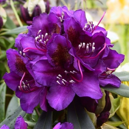 Collection of 5 purple Rhododendrons