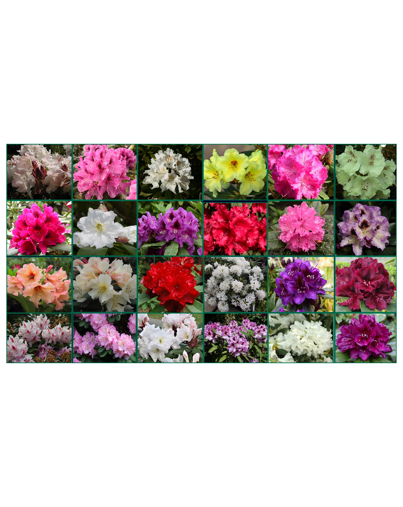 Verzameling van 25 rododendrons