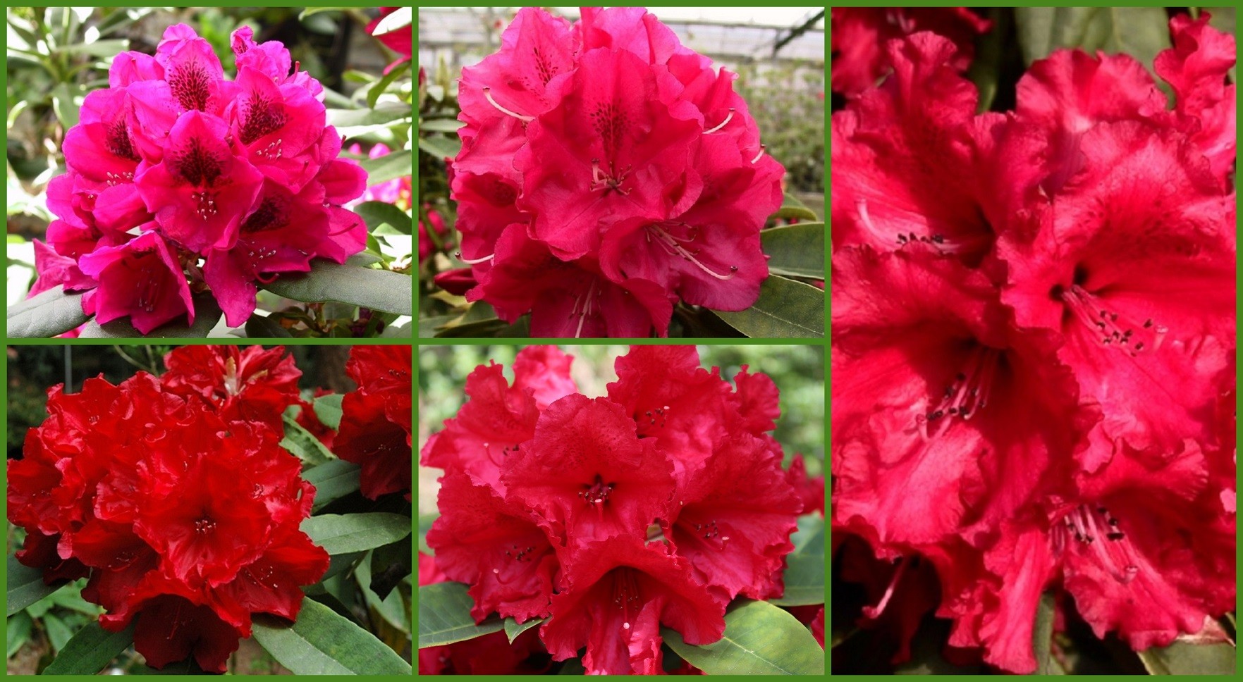 Collection of 25 Rhododendrons