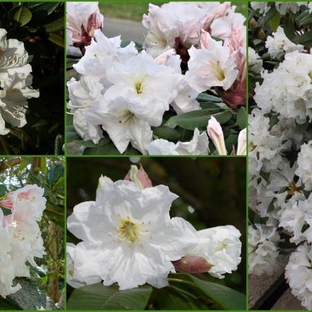 Collection of 5 white Rhododendrons
