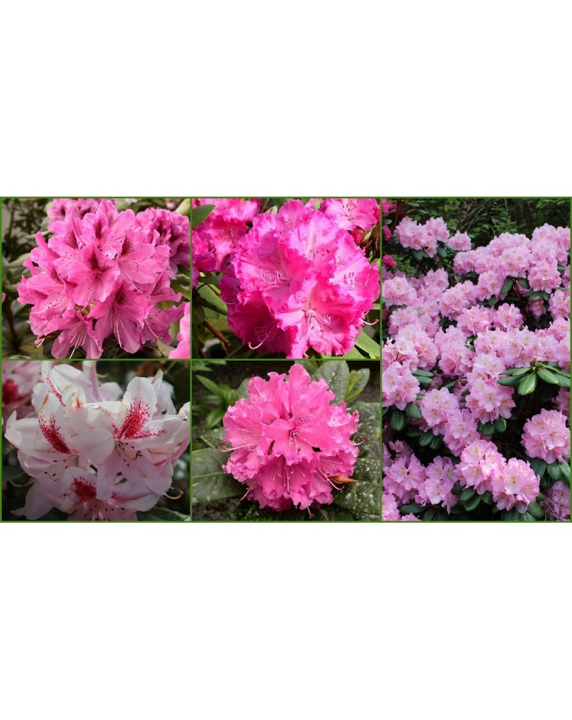 Collection of 5 pink Rhododendrons