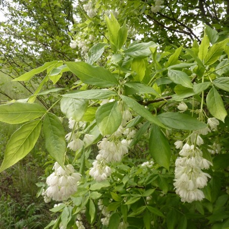 European bladdernut - Staphylea pinnata