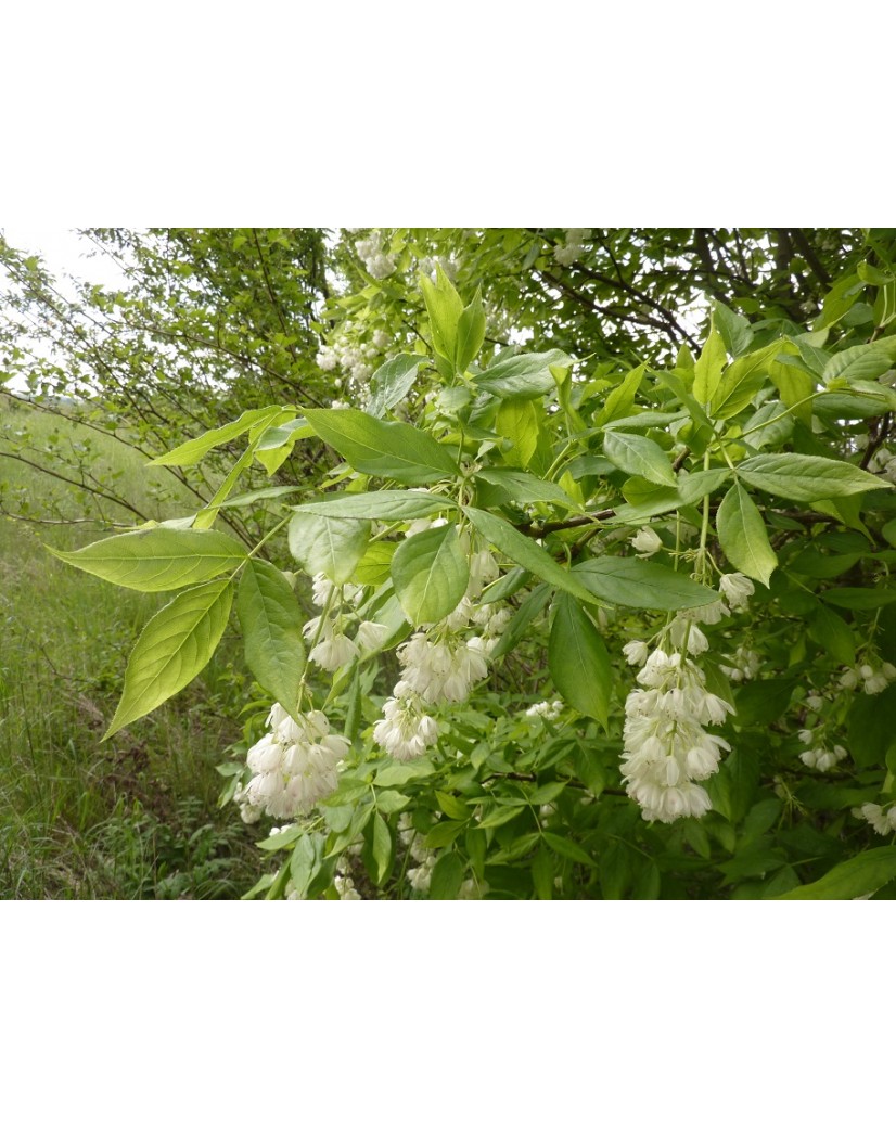 European bladdernut - Staphylea pinnata