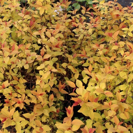 Japanese spirea Firelight - Spiraea Japonica Firelight