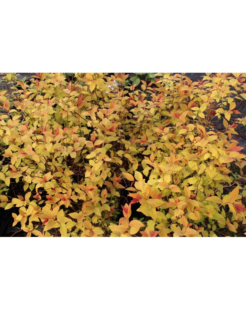 Japanese spirea Firelight - Spiraea Japonica Firelight