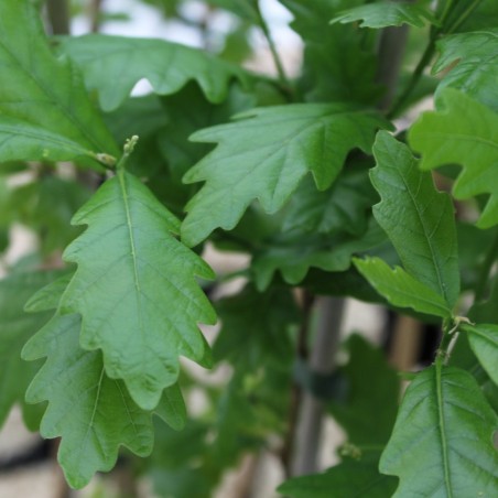 Columnar English Oak Regal Prince - Quercus robur Regal Prince