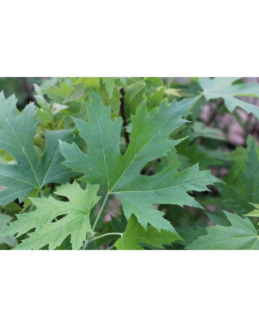 Witte esdoorn - Acer saccharinum