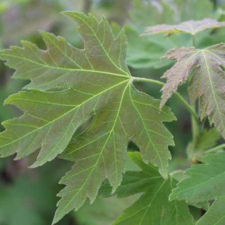 Érable argenté - Acer saccharinum