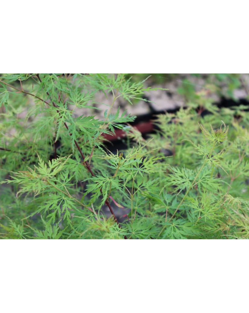 Japanese Maple Seiryu - Acer palmatum Seiryu
