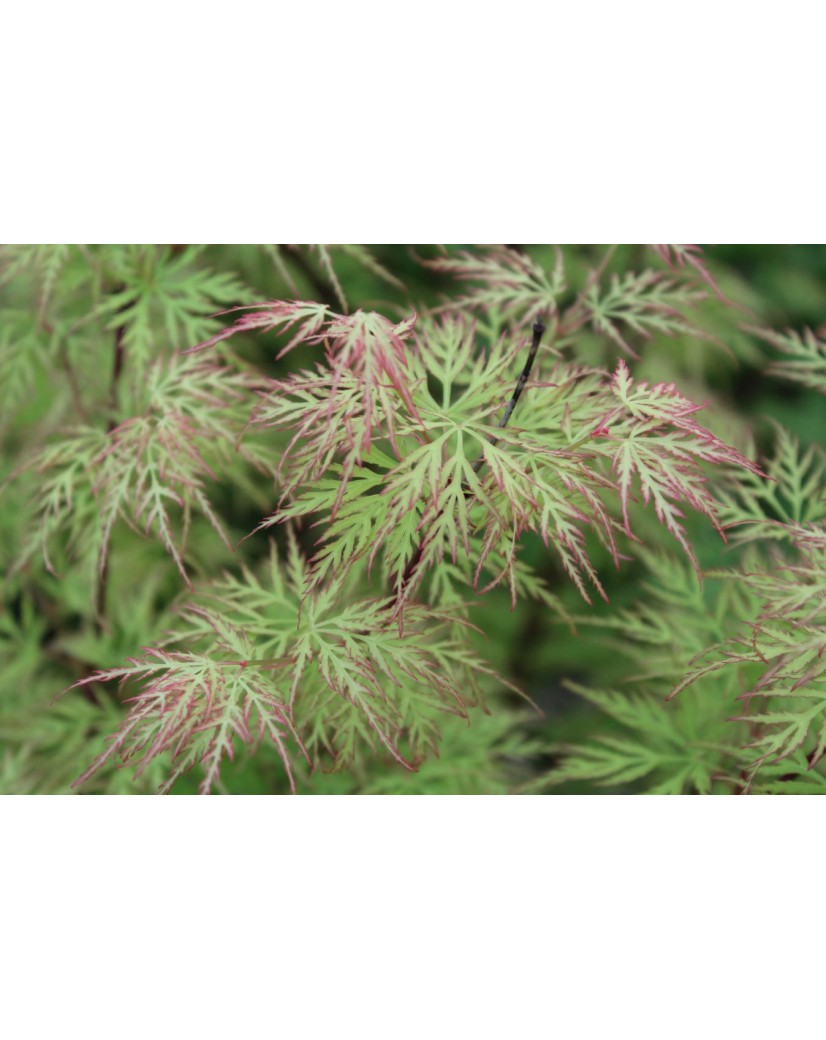 Japanese Maple Emerald Lace - Acer palmatum dissectum Emerald Lace