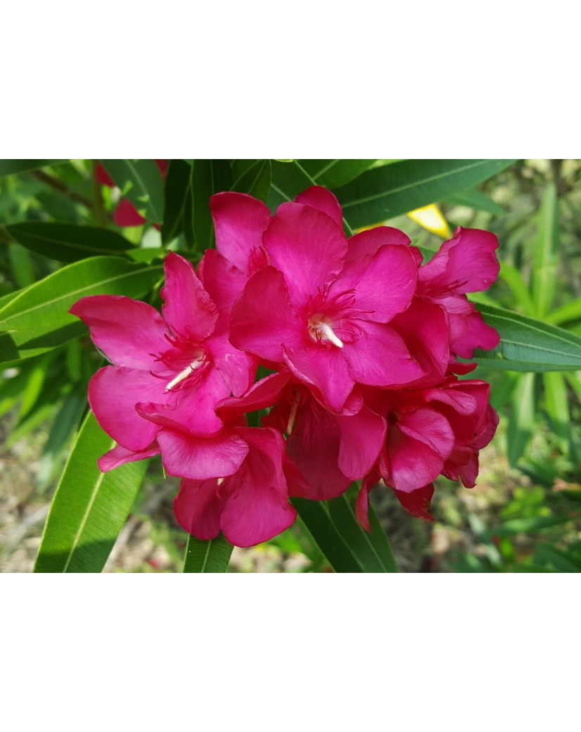 Laurier rose Calypso - Nerium Oleander Calypso