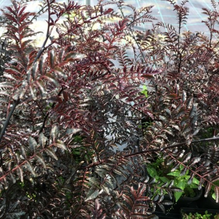 Mastic-leaf prickly ash Diable rouge - Zanthoxylum Schinifolium Diable ...