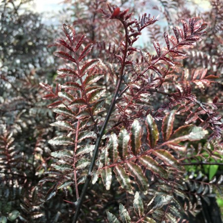 Mastic-leaf prickly ash Diable rouge - Zanthoxylum Schinifolium Diable ...