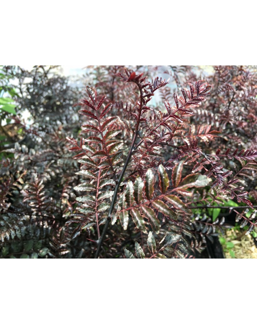 Anna Paulownaboom - Paulownia Tomentosa