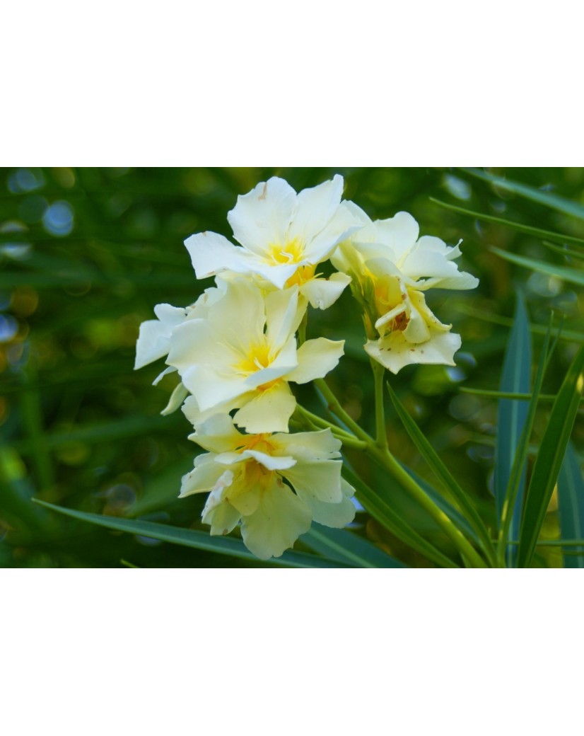 Laurier rose Cavalaire - Nerium Oleander Cavalaire